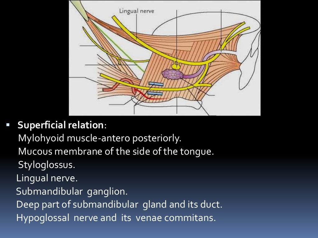 Submandibular gland and hyoglossus muscle and its relations