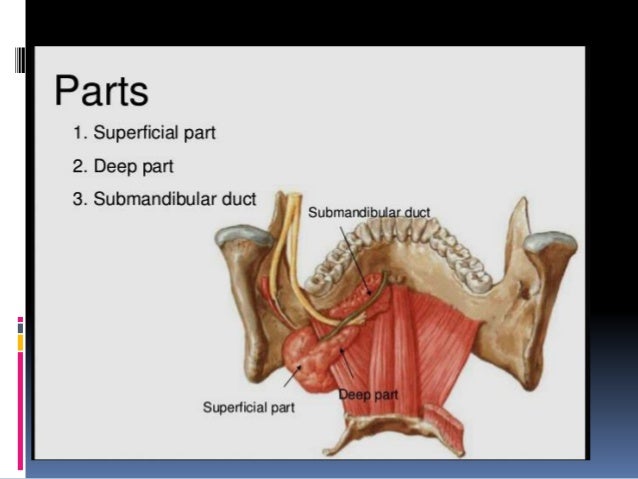 Submandibular Fossa