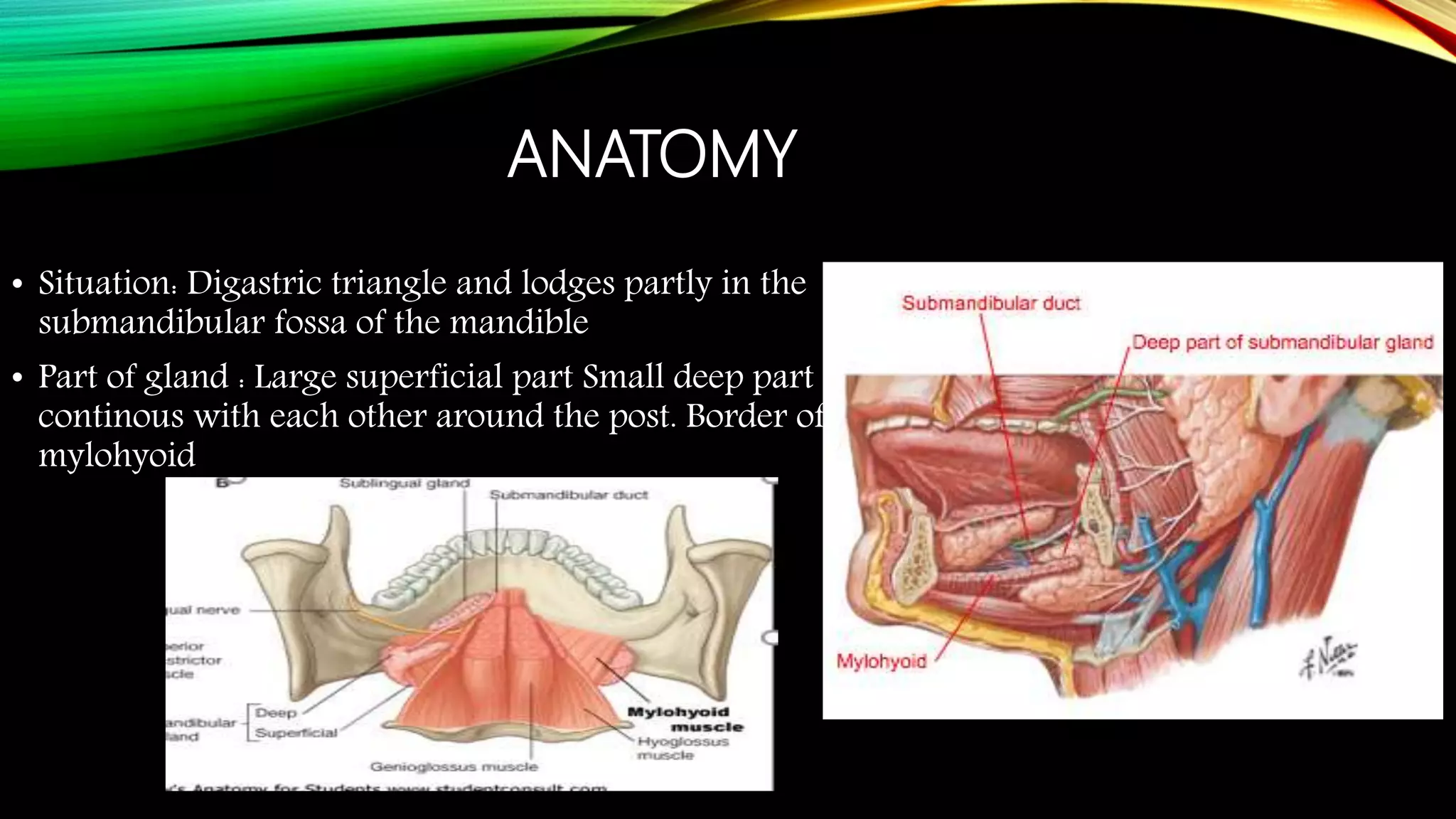 Submandibular gland excision | PPTX