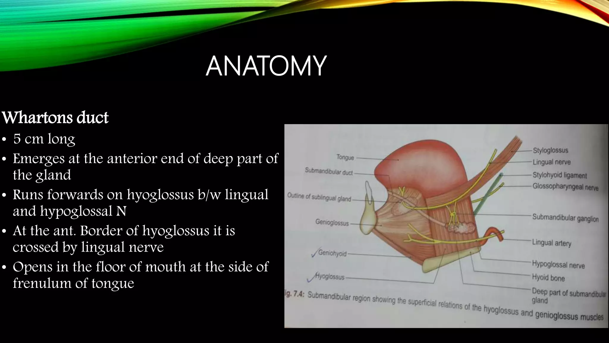 Submandibular gland excision | PPTX