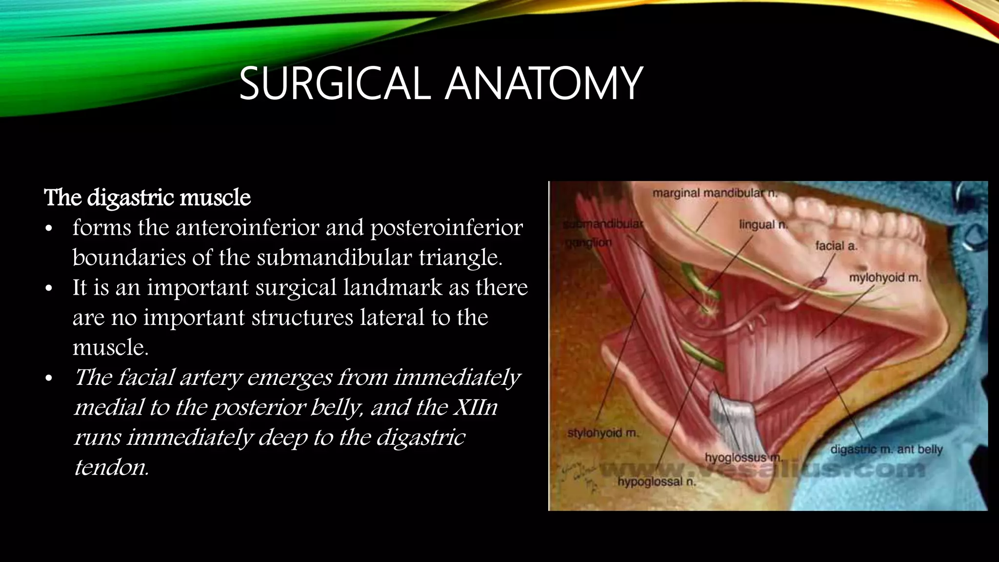 Submandibular gland excision | PPTX