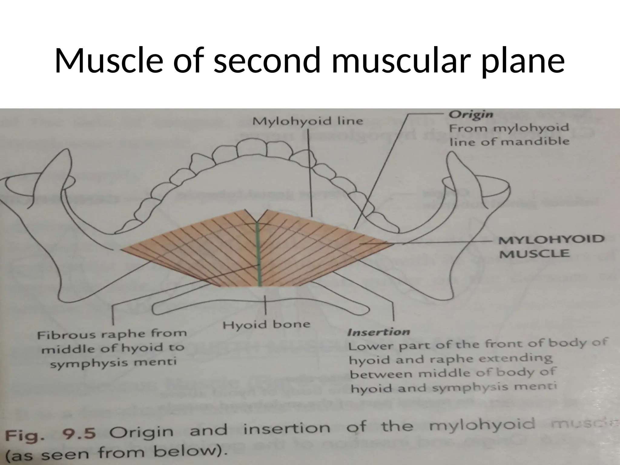 sub mandibular gland new.pptxfuhucufcucu | PPTX