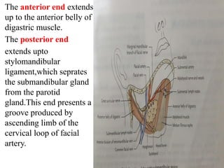 sub mandibular gland new.pptxfuhucufcucu | PPTX