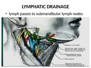 sub mandibular gland new.pptxfuhucufcucu | PPTX