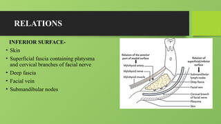 Submandibular gland with applied aspects.pptx