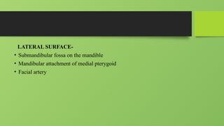 Submandibular gland with applied aspects.pptx