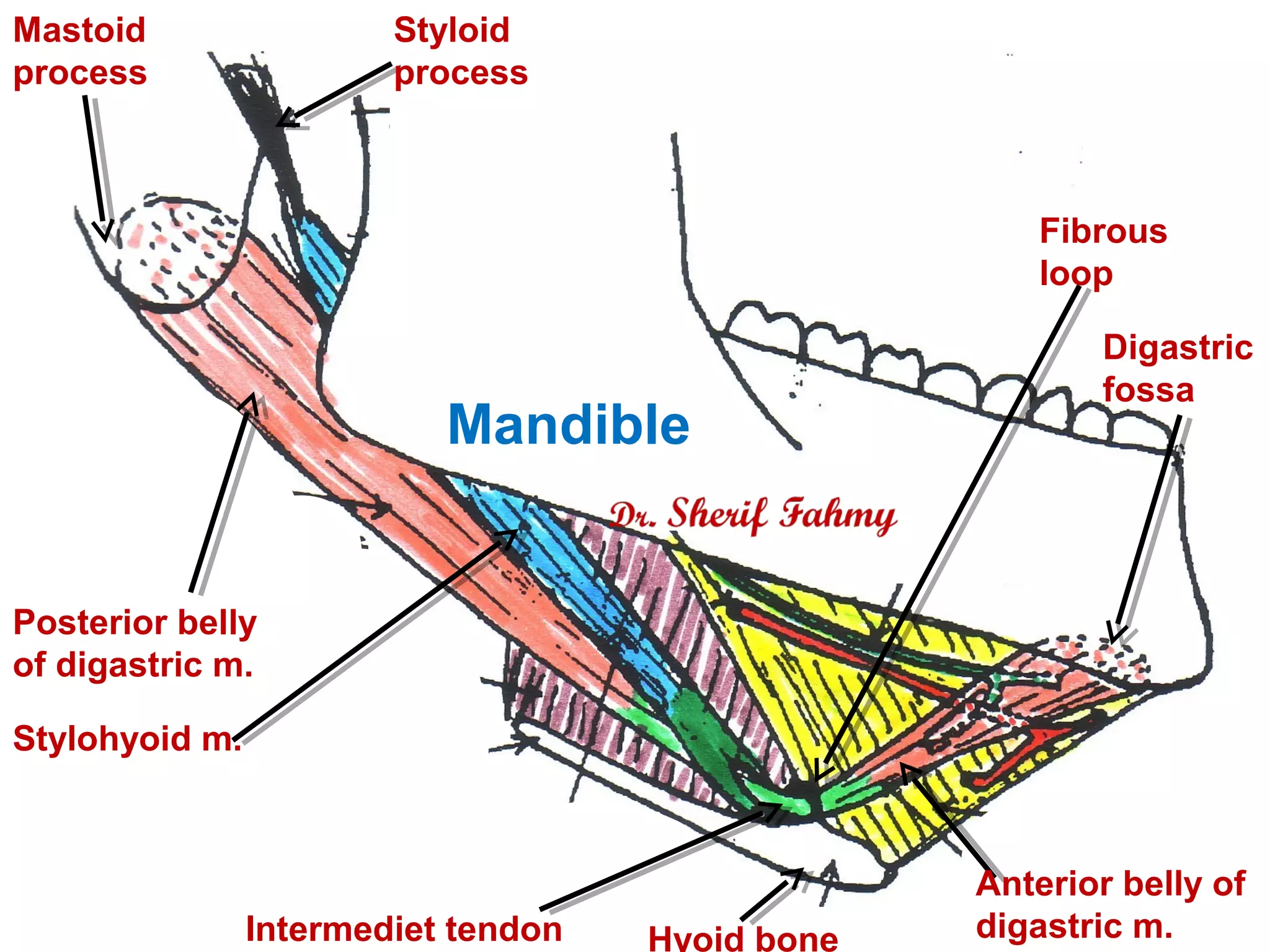 Submandibular Region (Anatomy of the Neck) | PPS