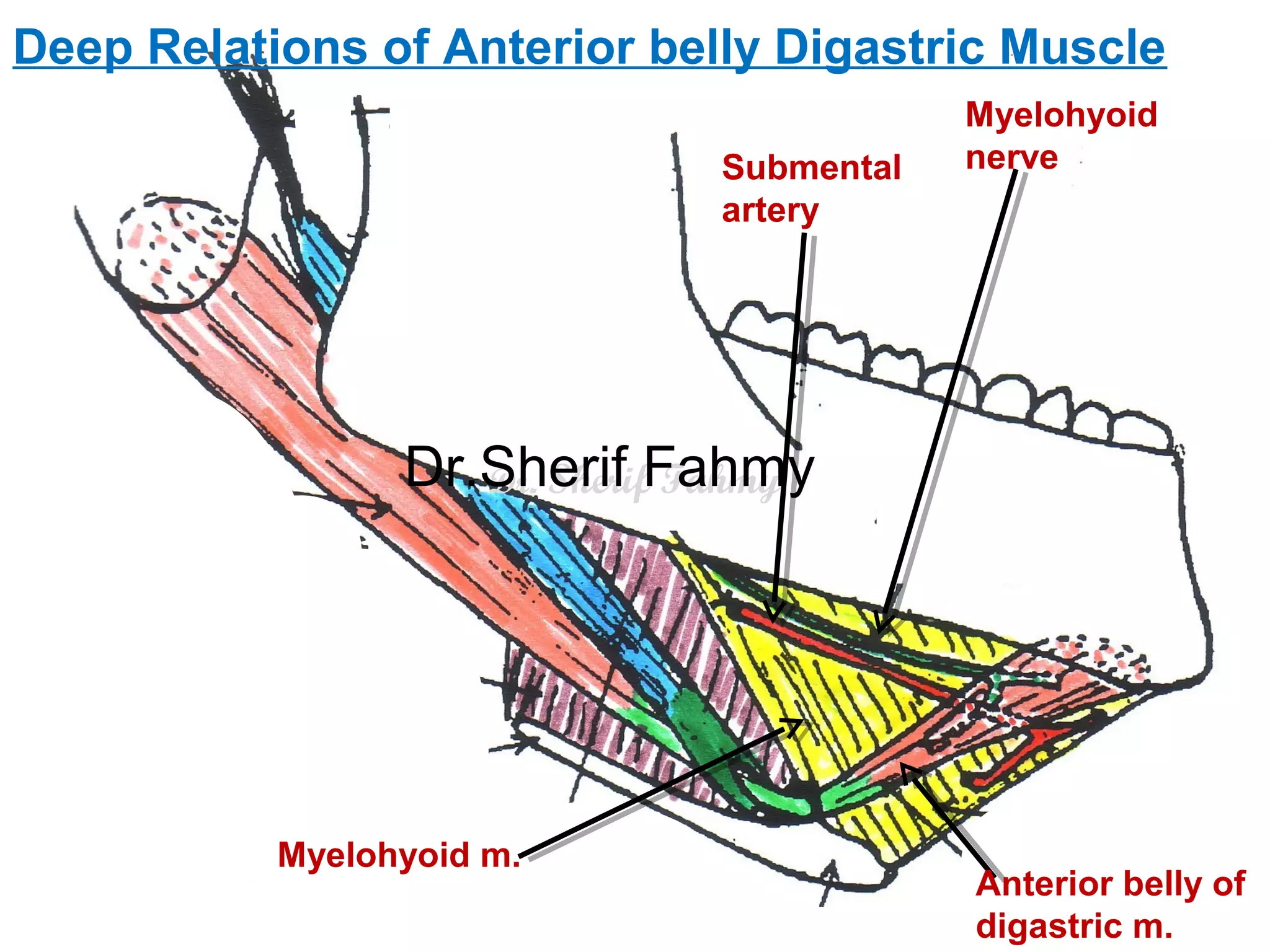 Submandibular Region (Anatomy of the Neck) | PPS