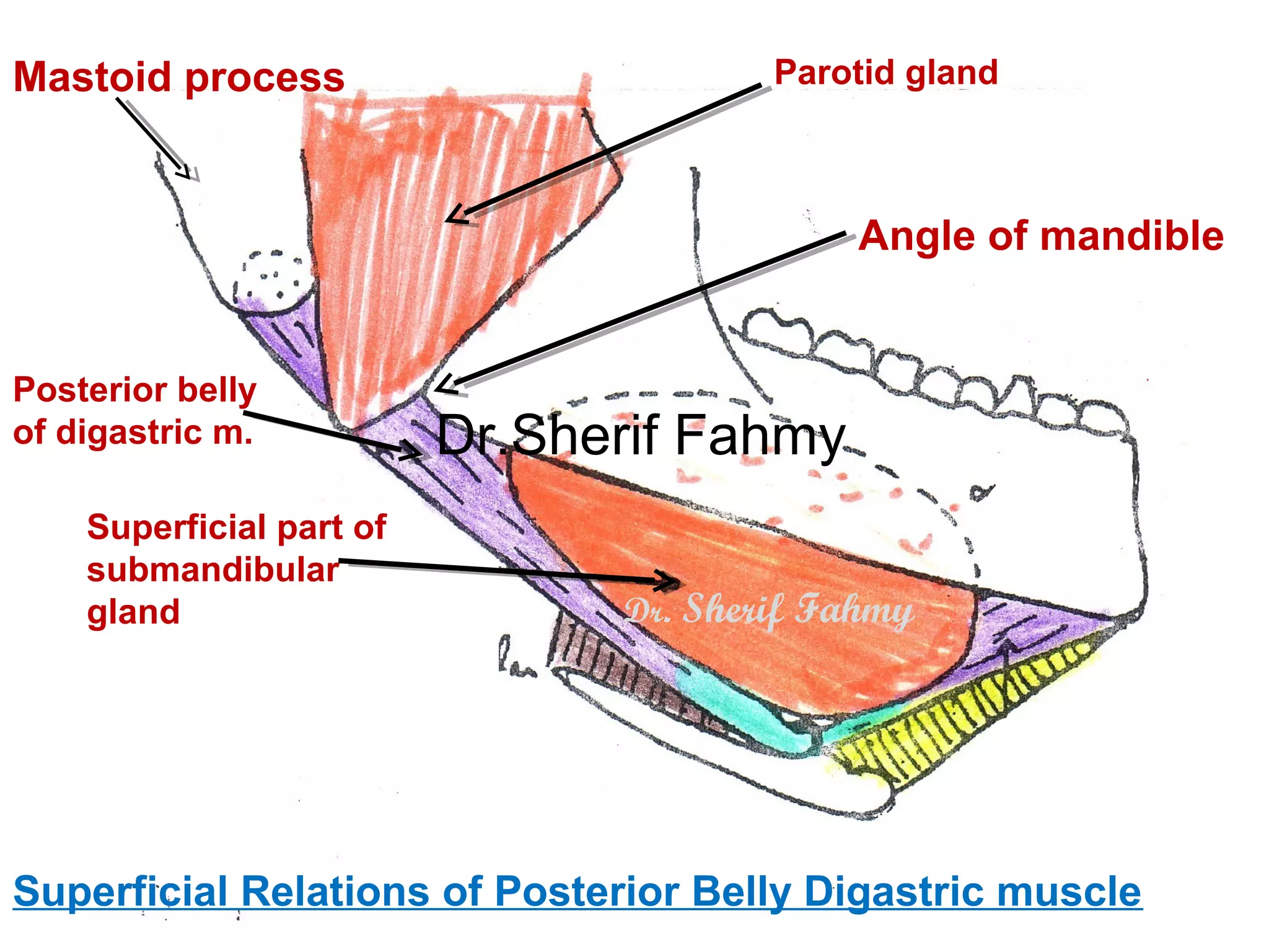 Submandibular Region (Anatomy of the Neck) | PPS