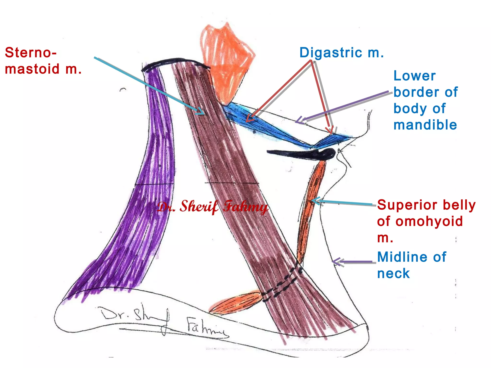 Submandibular Region (Anatomy of the Neck) | PPS