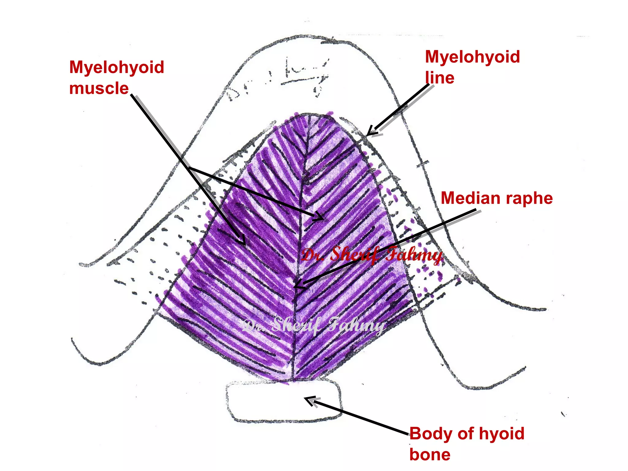 Submandibular Region (Anatomy of the Neck) | PPS