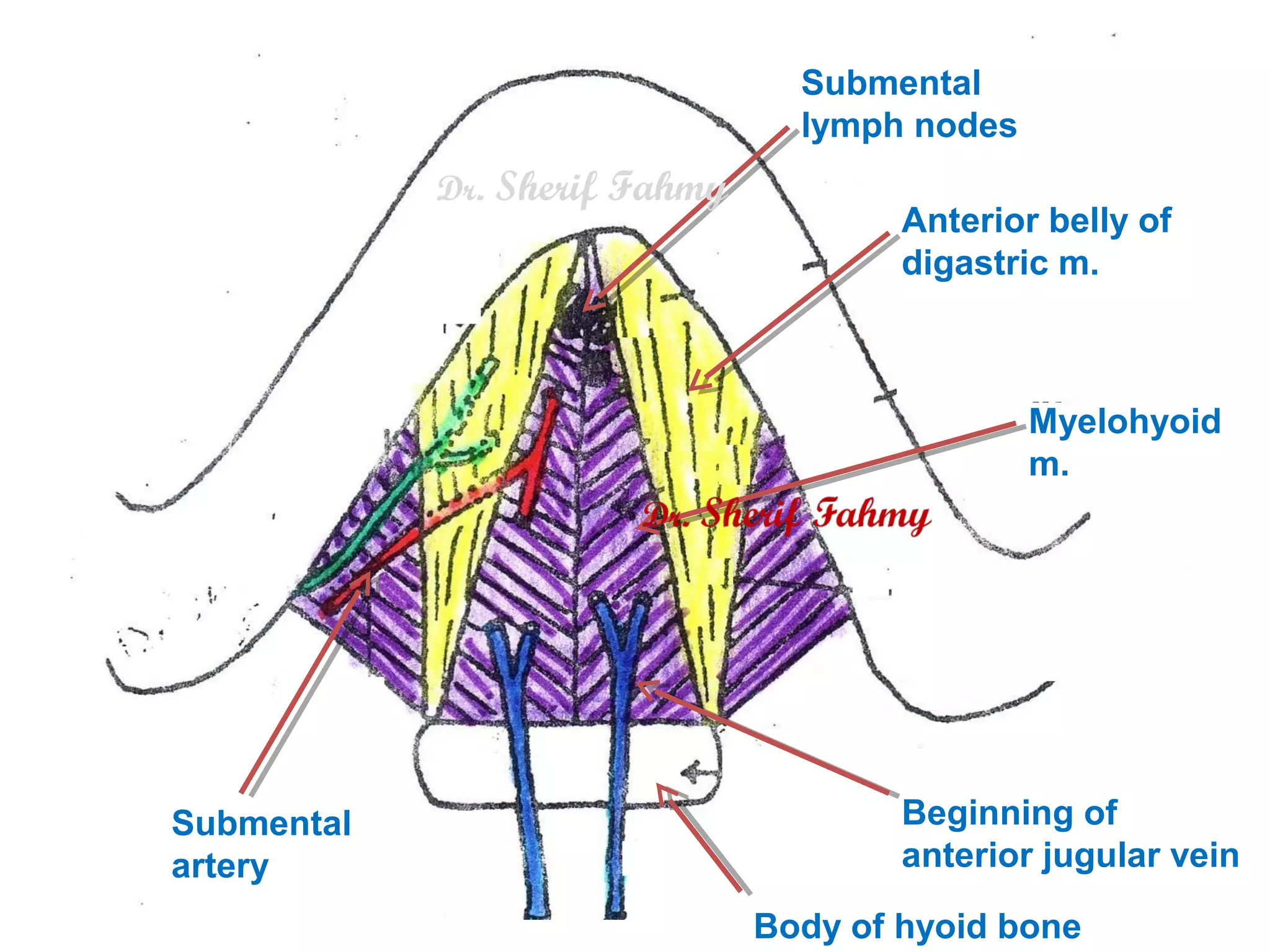 Submandibular Region (Anatomy of the Neck) | PPS