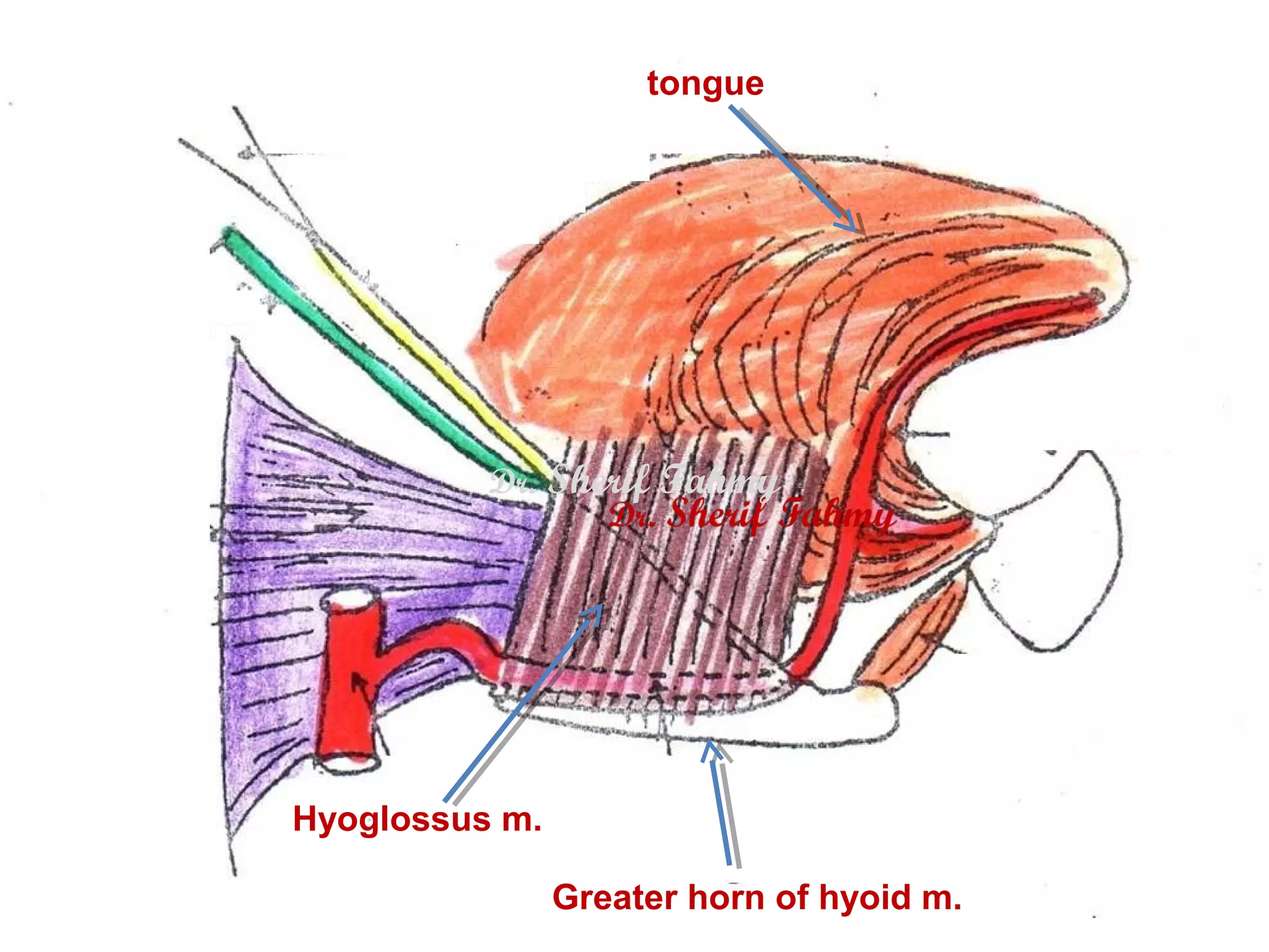 Submandibular Region (Anatomy of the Neck) | PPS