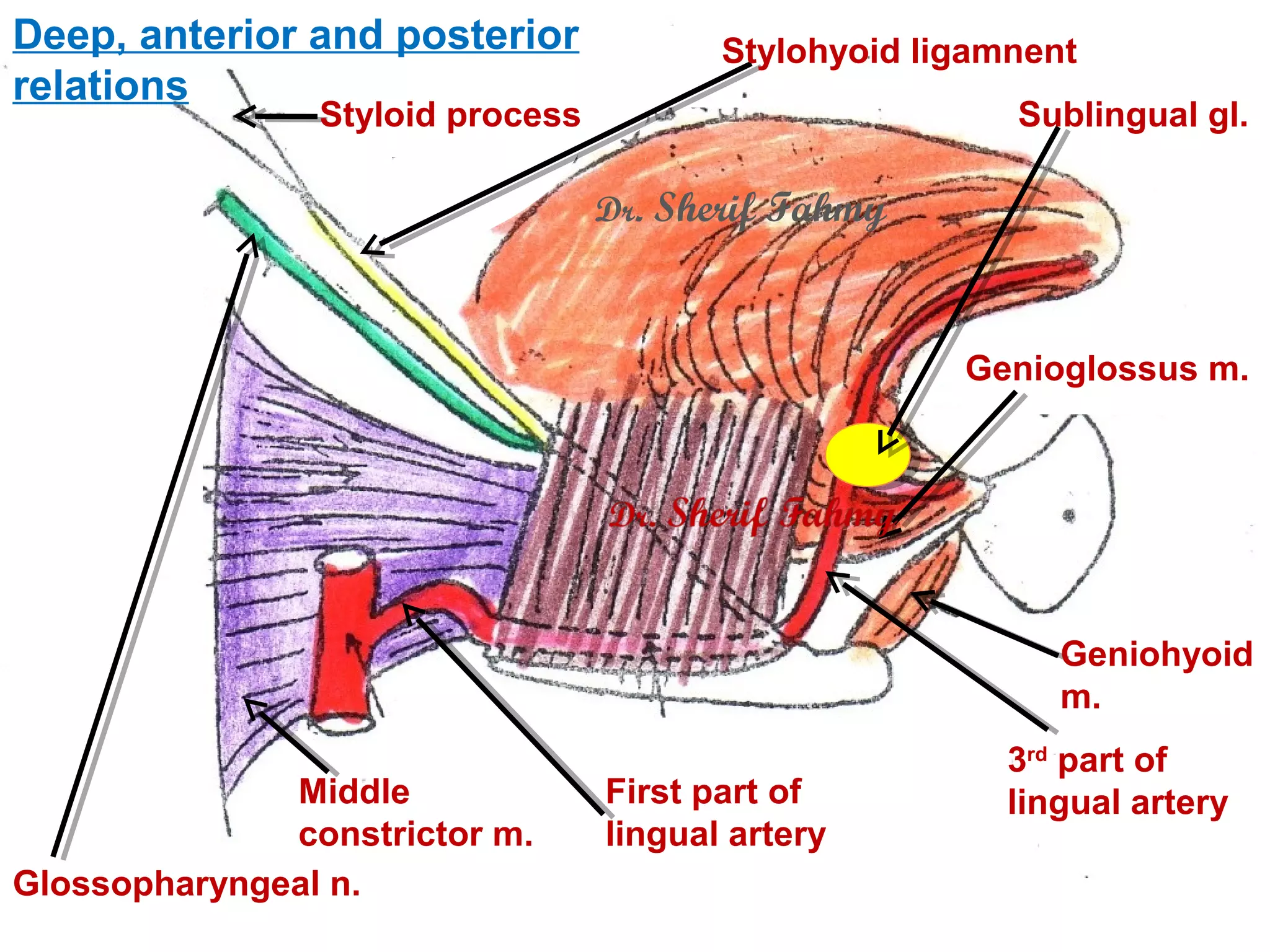 Submandibular Region (Anatomy of the Neck) | PPS
