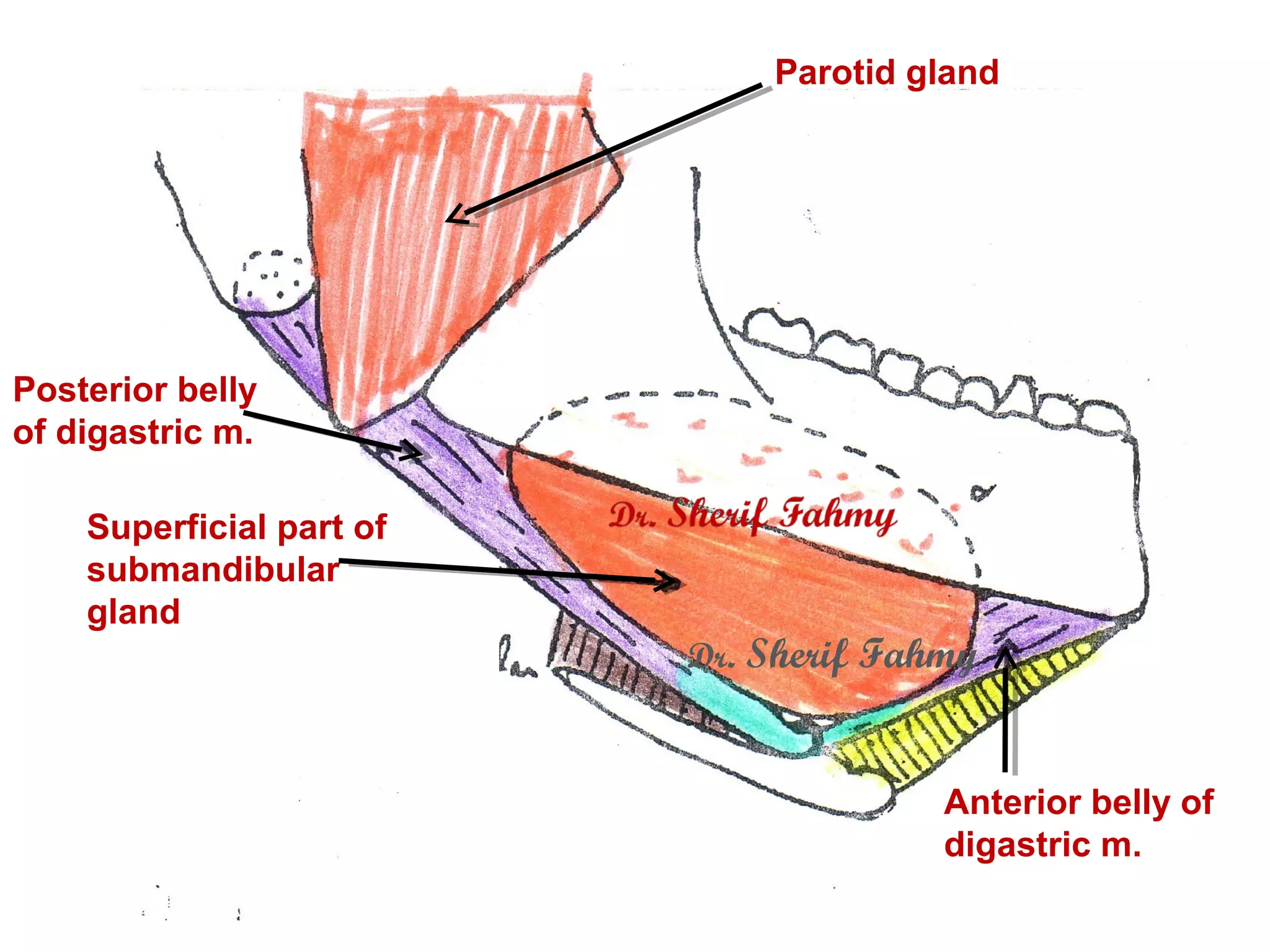 Submandibular Region (Anatomy of the Neck) | PPS