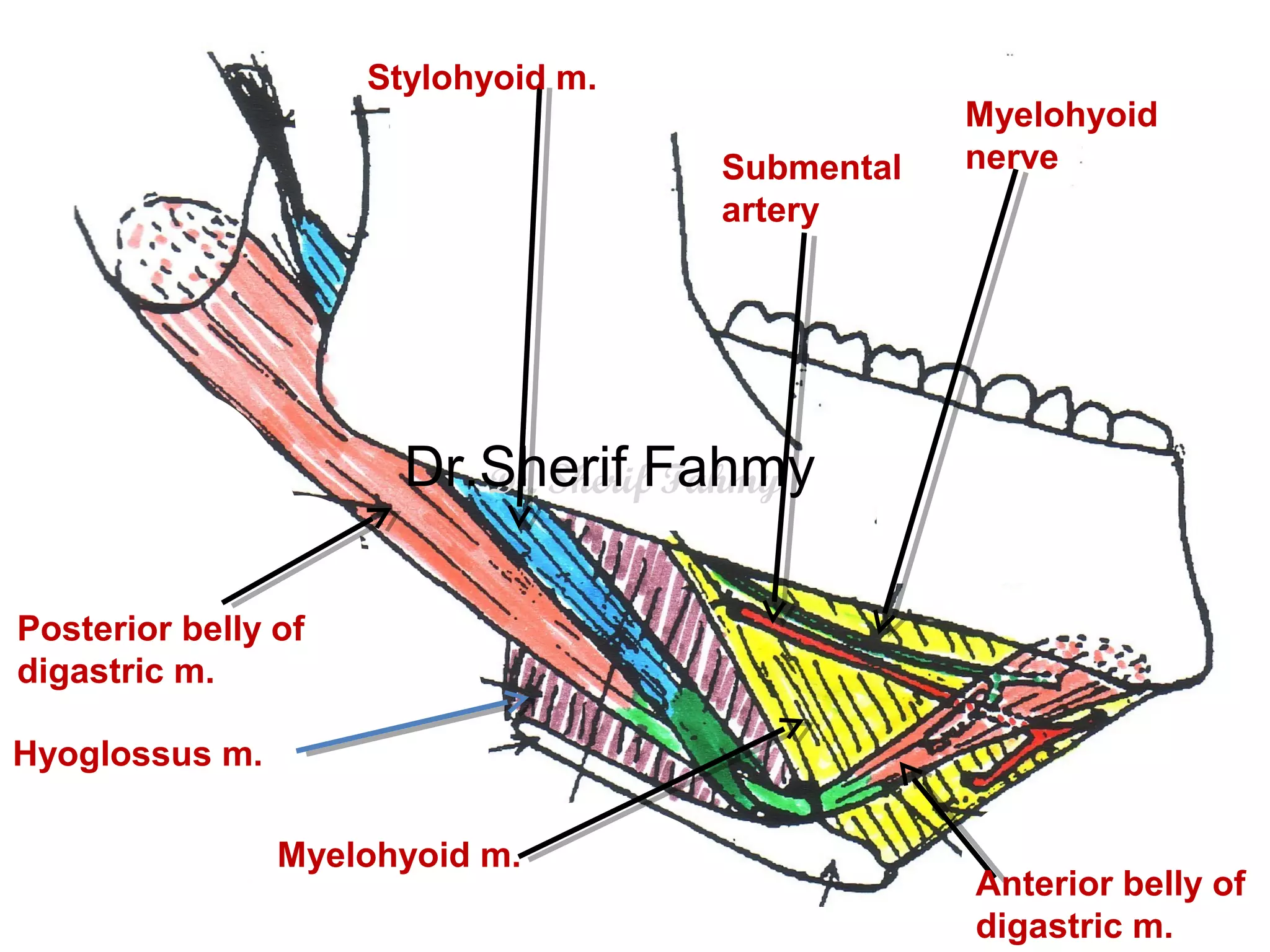 Submandibular Region (Anatomy of the Neck) | PPS
