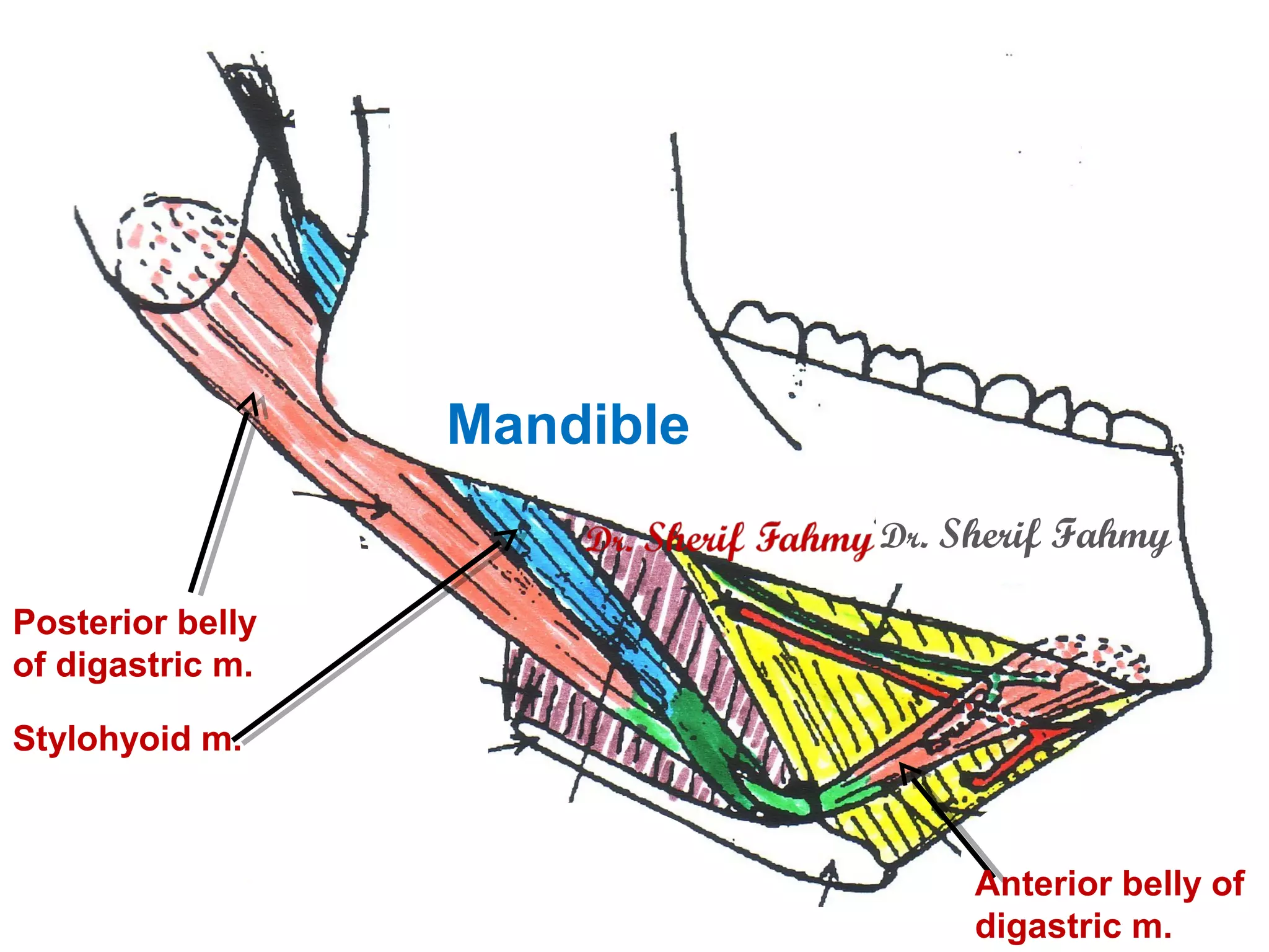 Submandibular Region (Anatomy of the Neck) | PPS