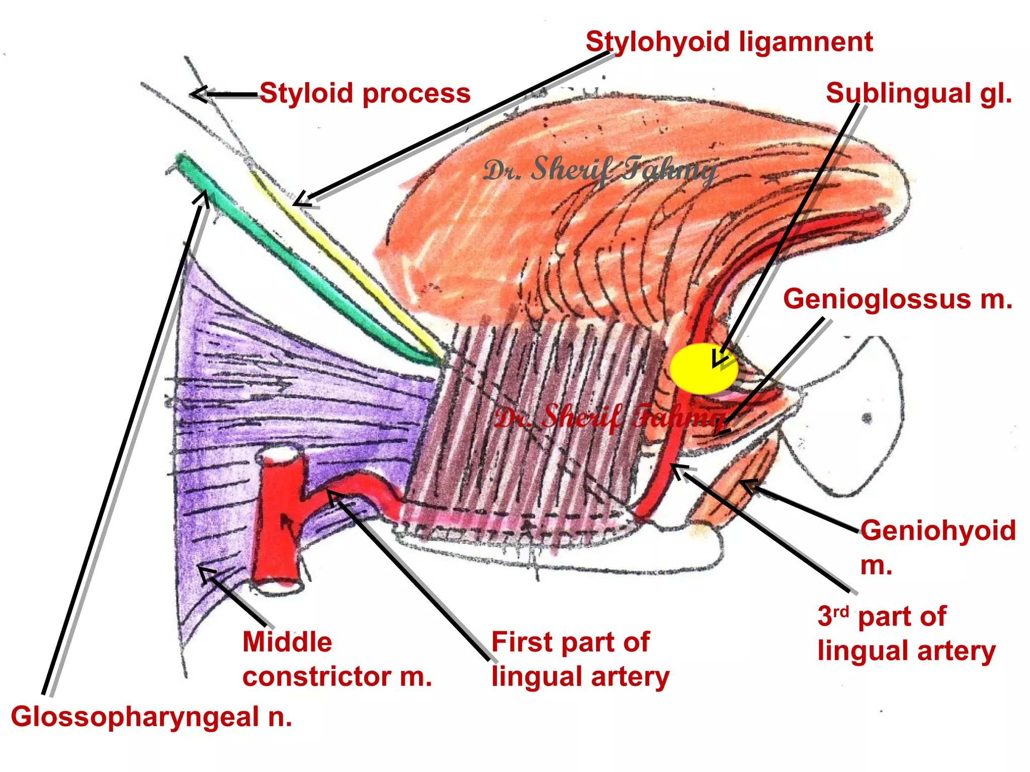 Submandibular Region (Anatomy of the Neck) | PPS