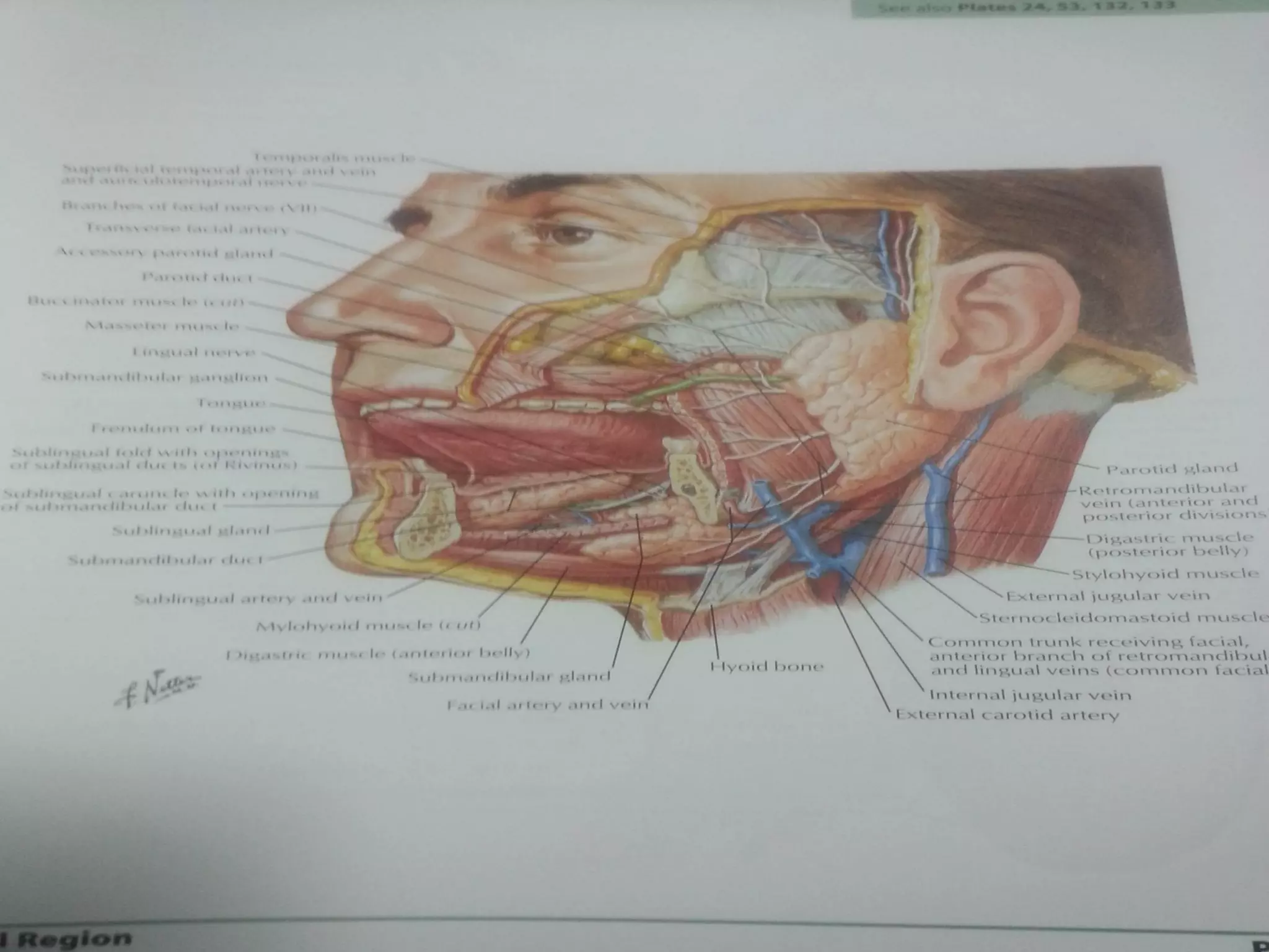 Submandibular Region (Anatomy of the Neck) | PPS
