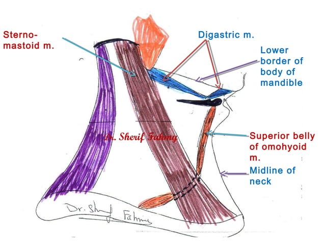Submandibular Region (Anatomy of the Neck) | PPS | Pregnancy ...