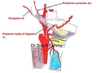 Submandibular Region (Anatomy of the Neck) | PPS