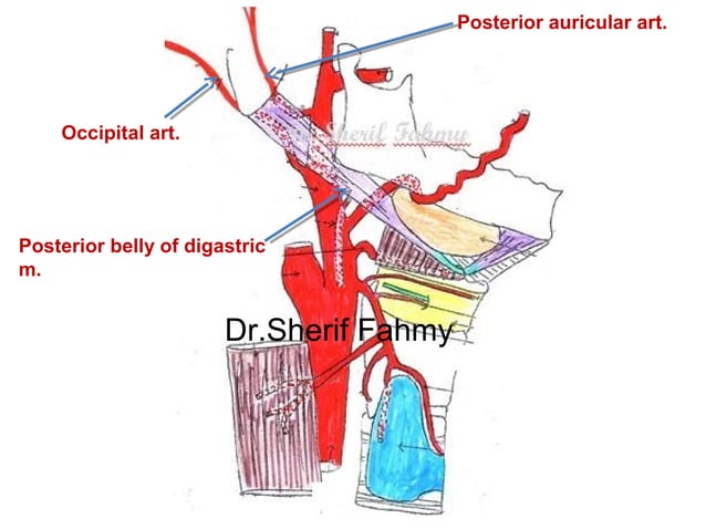 Submandibular Region (Anatomy of the Neck) | PPS | Pregnancy ...