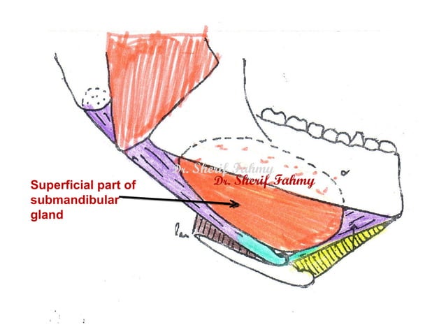 Submandibular Region (Anatomy of the Neck) | PPS | Pregnancy ...