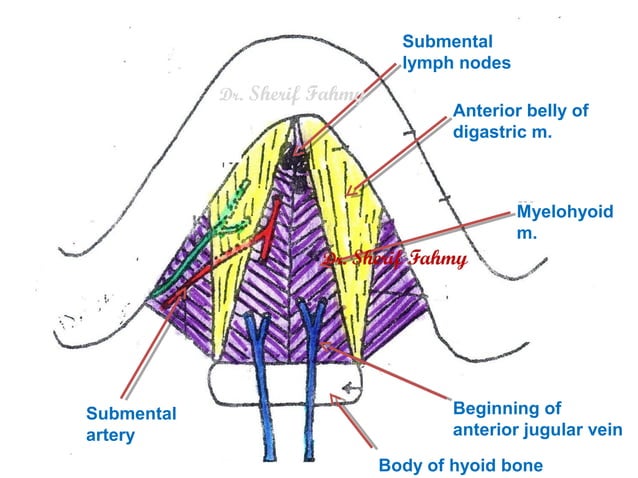 Submandibular Region (Anatomy of the Neck) | PPS | Pregnancy ...