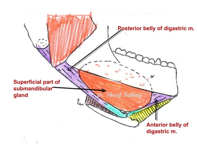 Submandibular Region (Anatomy of the Neck) | PPS | Pregnancy ...