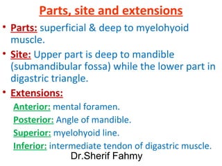Submandibular Region (Anatomy of the Neck) | PPS