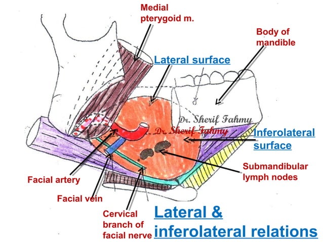 Submandibular Region (Anatomy of the Neck) | PPS | Pregnancy ...