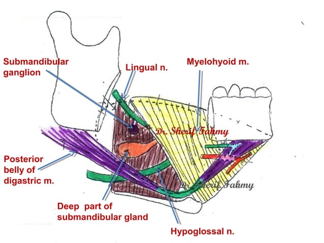 Submandibular Region (Anatomy of the Neck) | PPS | Pregnancy ...