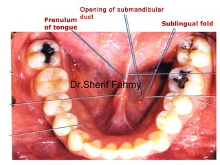 Submandibular Region (Anatomy of the Neck) | PPS