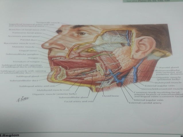 Submandibular Region (Anatomy of the Neck) | PPS | Pregnancy ...