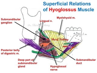 Submandibular Gland Relations
