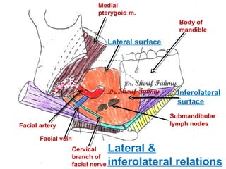 Submandibular Gland Relations