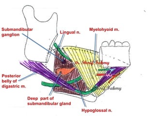 Submandibular Gland Relations