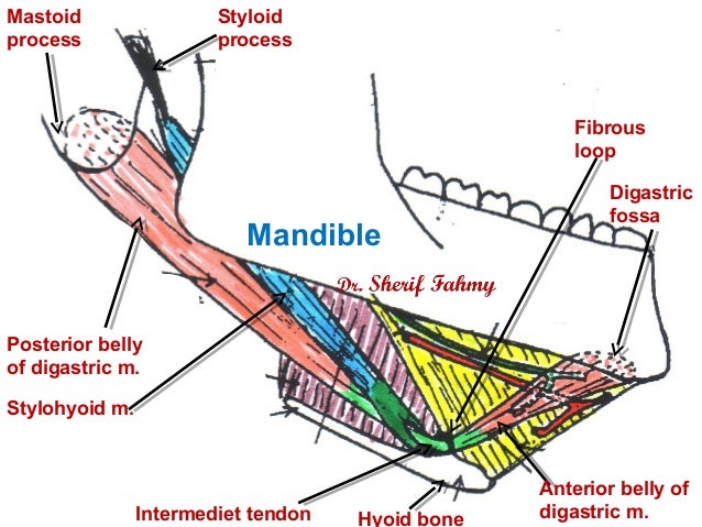 Submandibular Space Anatomy