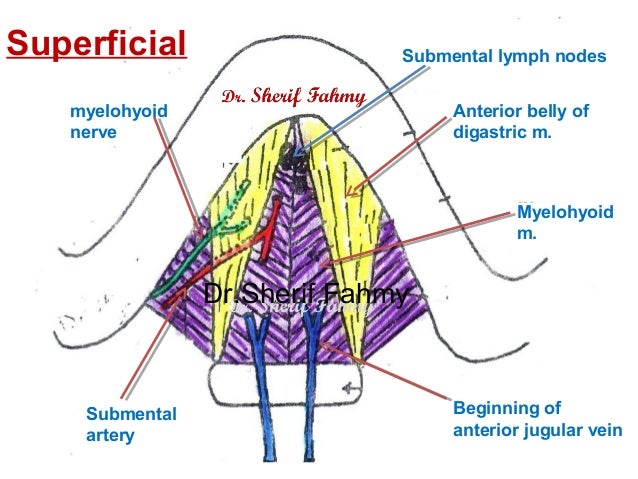 Submandibular Region (Anatomy of the Neck)