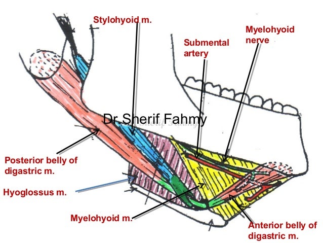 Submandibular Region (Anatomy of the Neck)