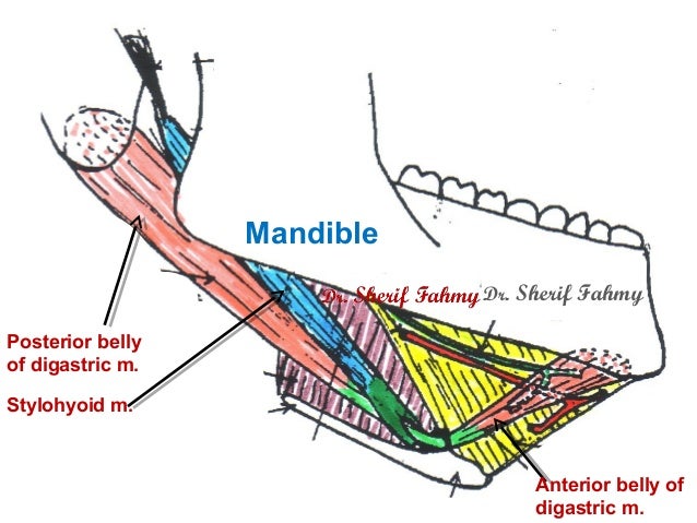 Submandibular Region (Anatomy of the Neck)