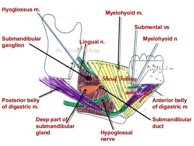 Submandibular Region (Anatomy of the Neck)