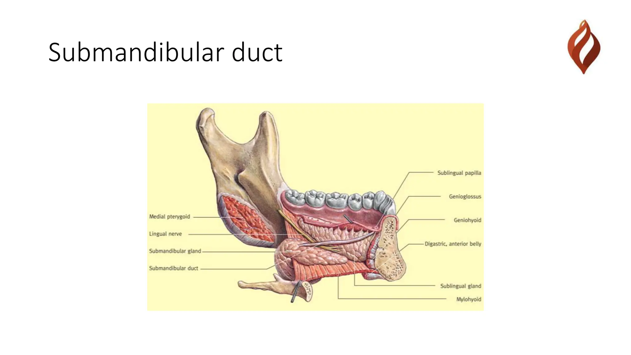 Submandibular region and suprahyoid muscles.pptx