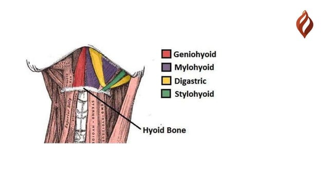 Submandibular region and suprahyoid muscles.pptx | Ear, Nose and Throat ...