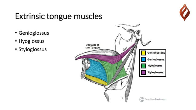 Submandibular region and suprahyoid muscles.pptx | Ear, Nose and Throat ...