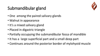 Submandibular region and suprahyoid muscles.pptx