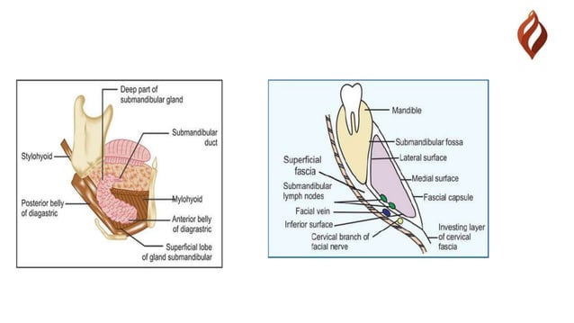 Submandibular region and suprahyoid muscles.pptx | Ear, Nose and Throat ...