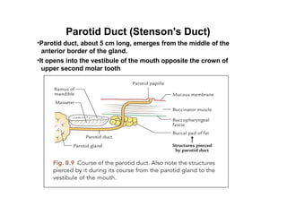 Submandibular region seminar anatomy rmlims | PPTX