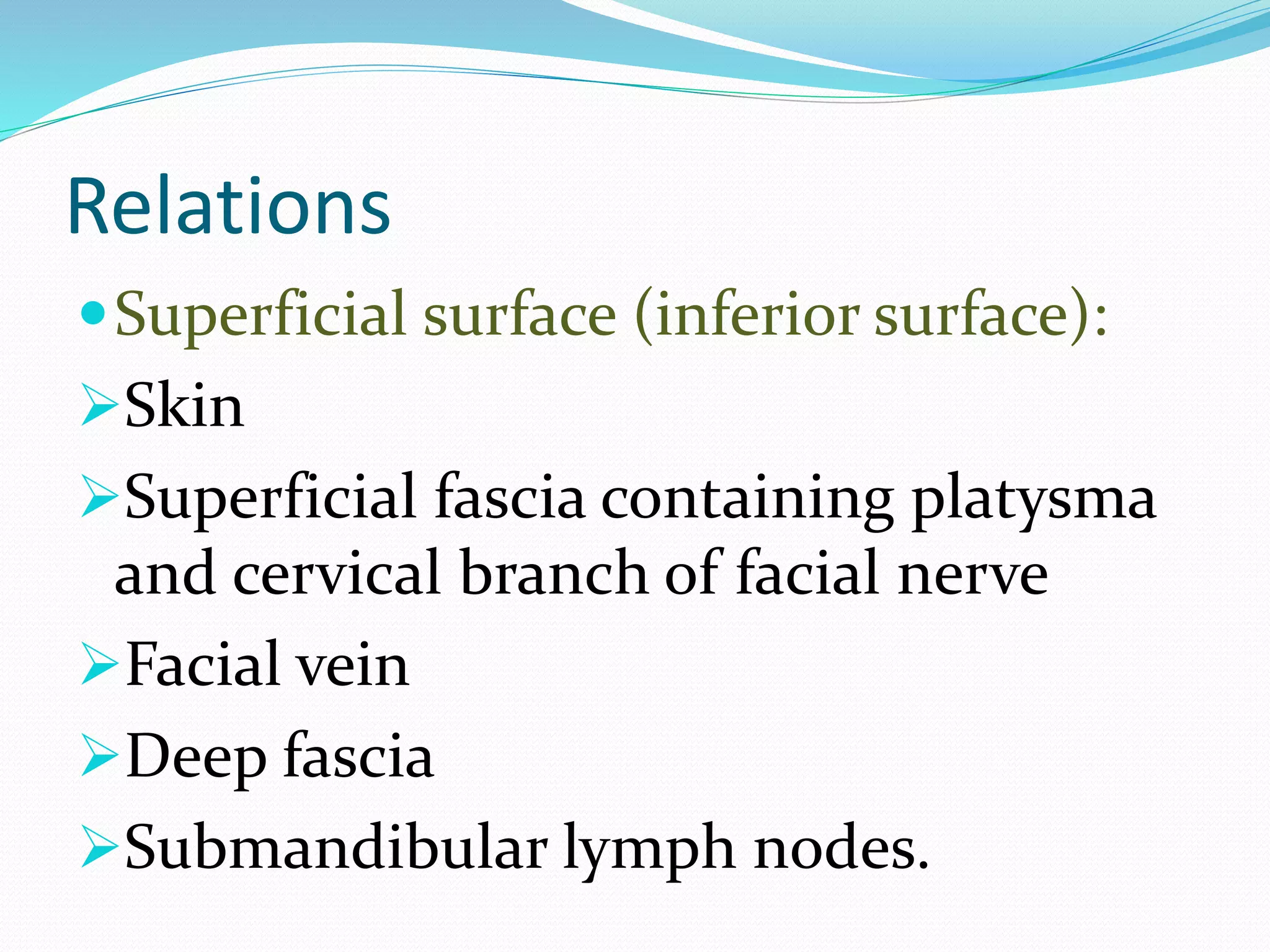 Submandibular salivary gland | PPTX