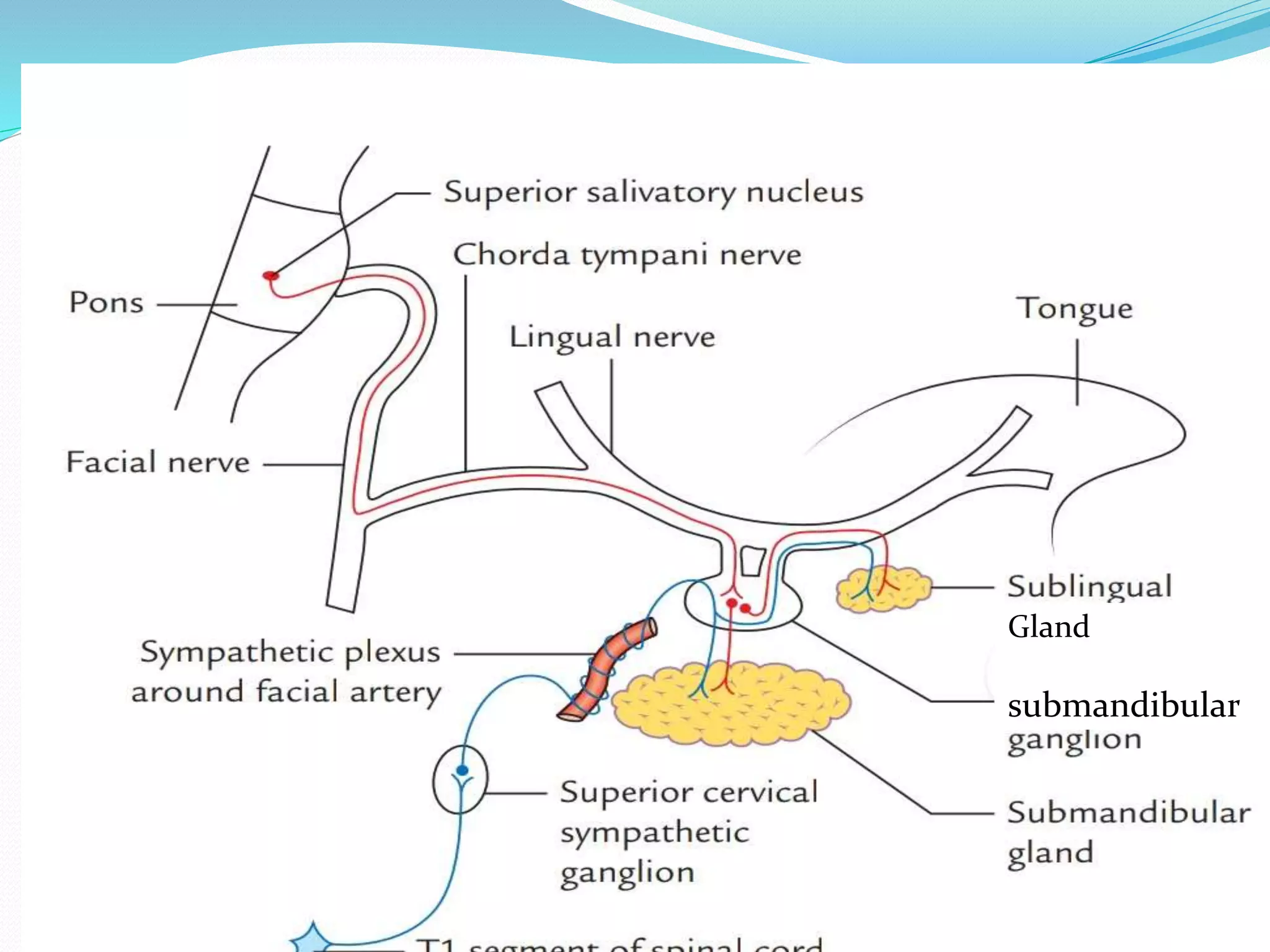Submandibular salivary gland | PPTX